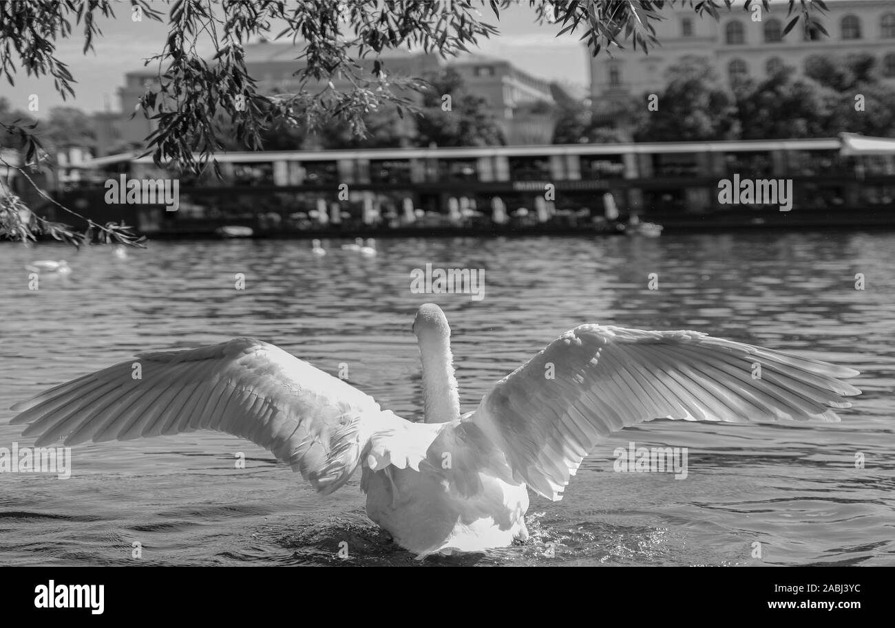 Back of swan hi-res stock photography and images - Alamy