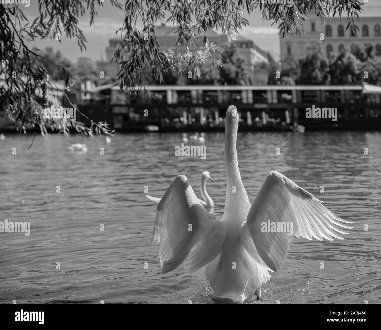 Black white swans in water Black and White Stock Photos & Images - Alamy