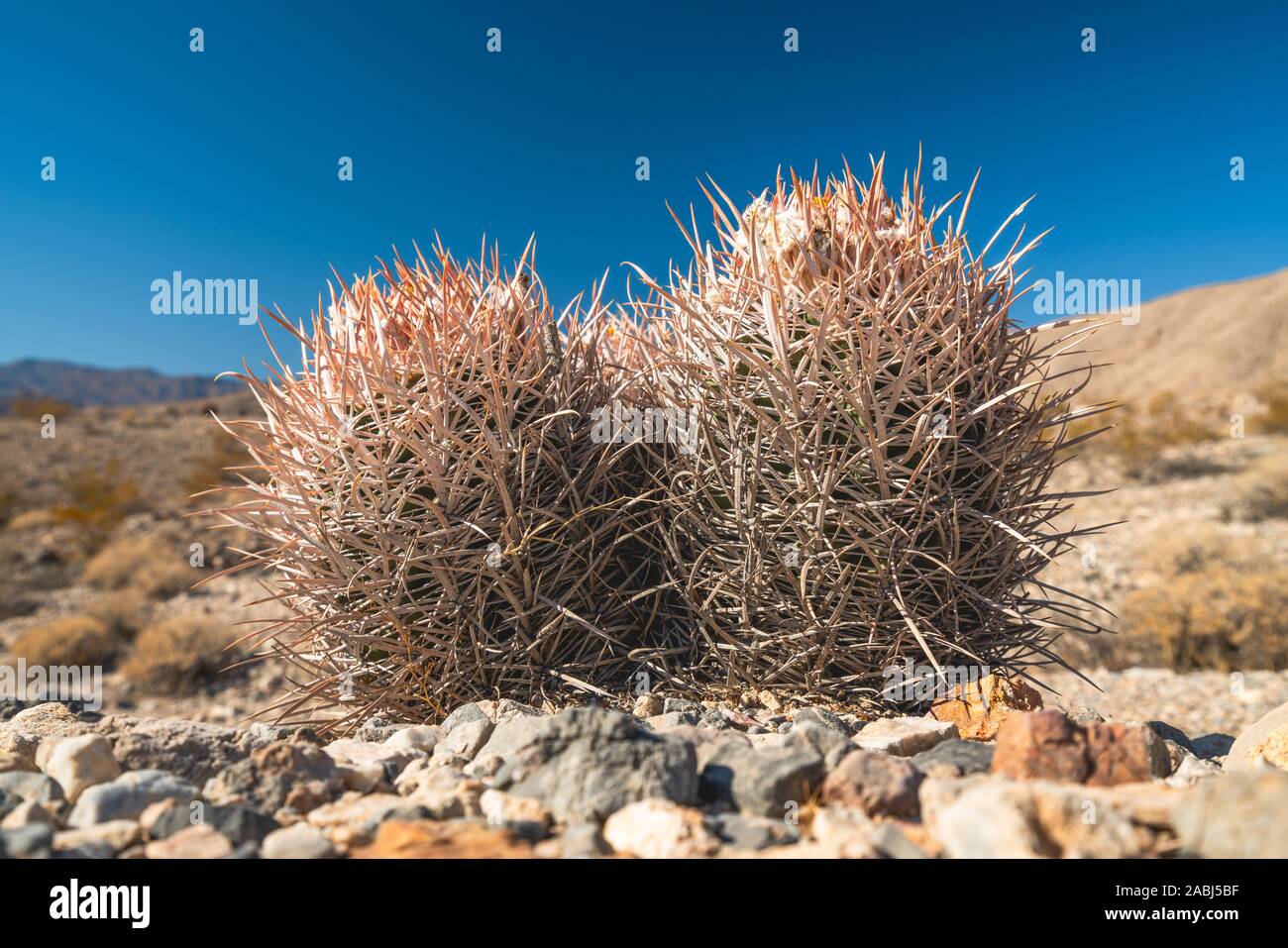 Cacti in desert. Death Valley National Park, California Stock Photo - Alamy