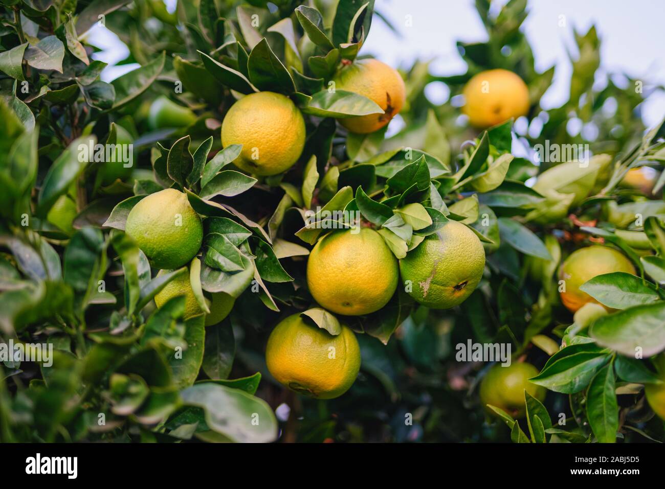Fruit bearing orange tree hi-res stock photography and images - Alamy