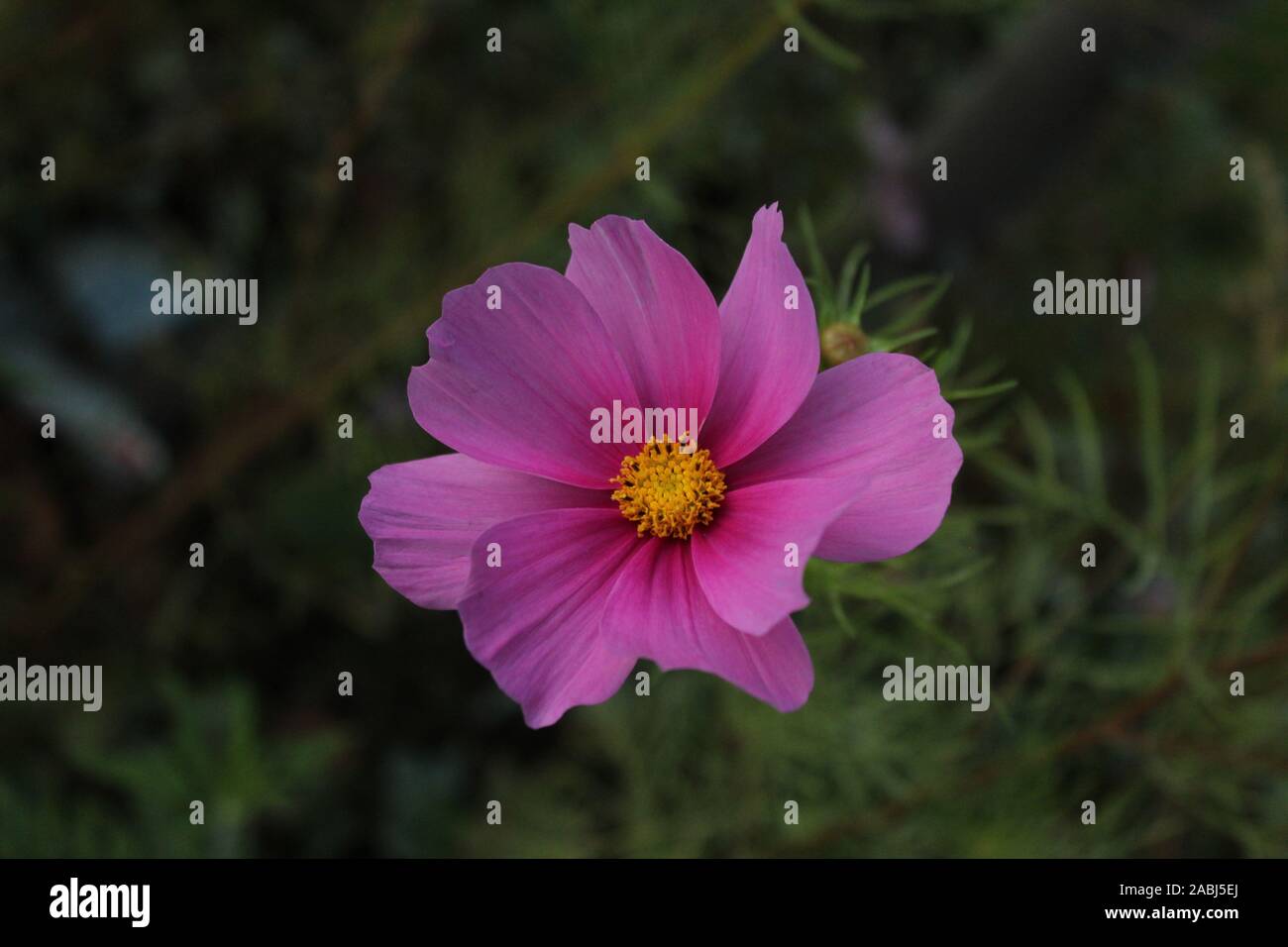single orange leaf laying on grass Stock Photo - Alamy