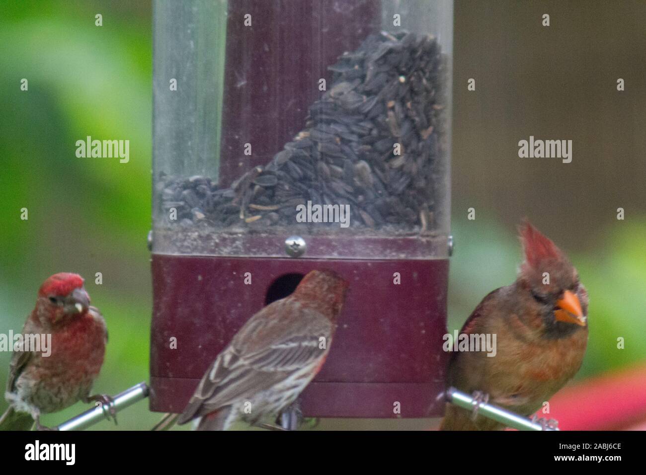 Backyard Birds at Bird Feeder Stock Photo - Alamy