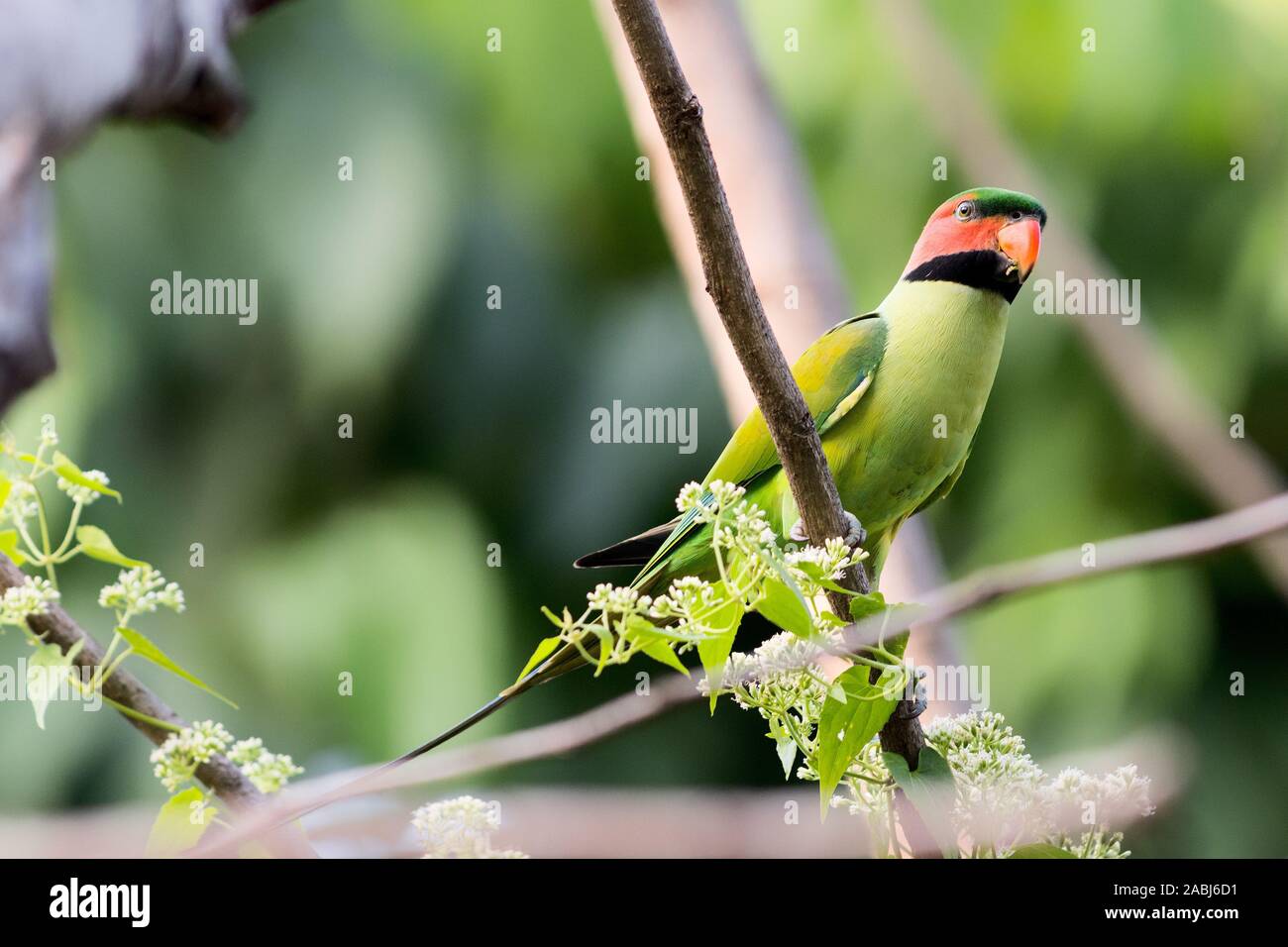 Long-tailed parakeet male Stock Photo - Alamy
