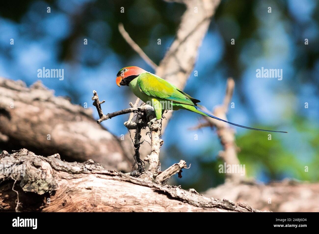 Long-tailed parakeet male Stock Photo - Alamy