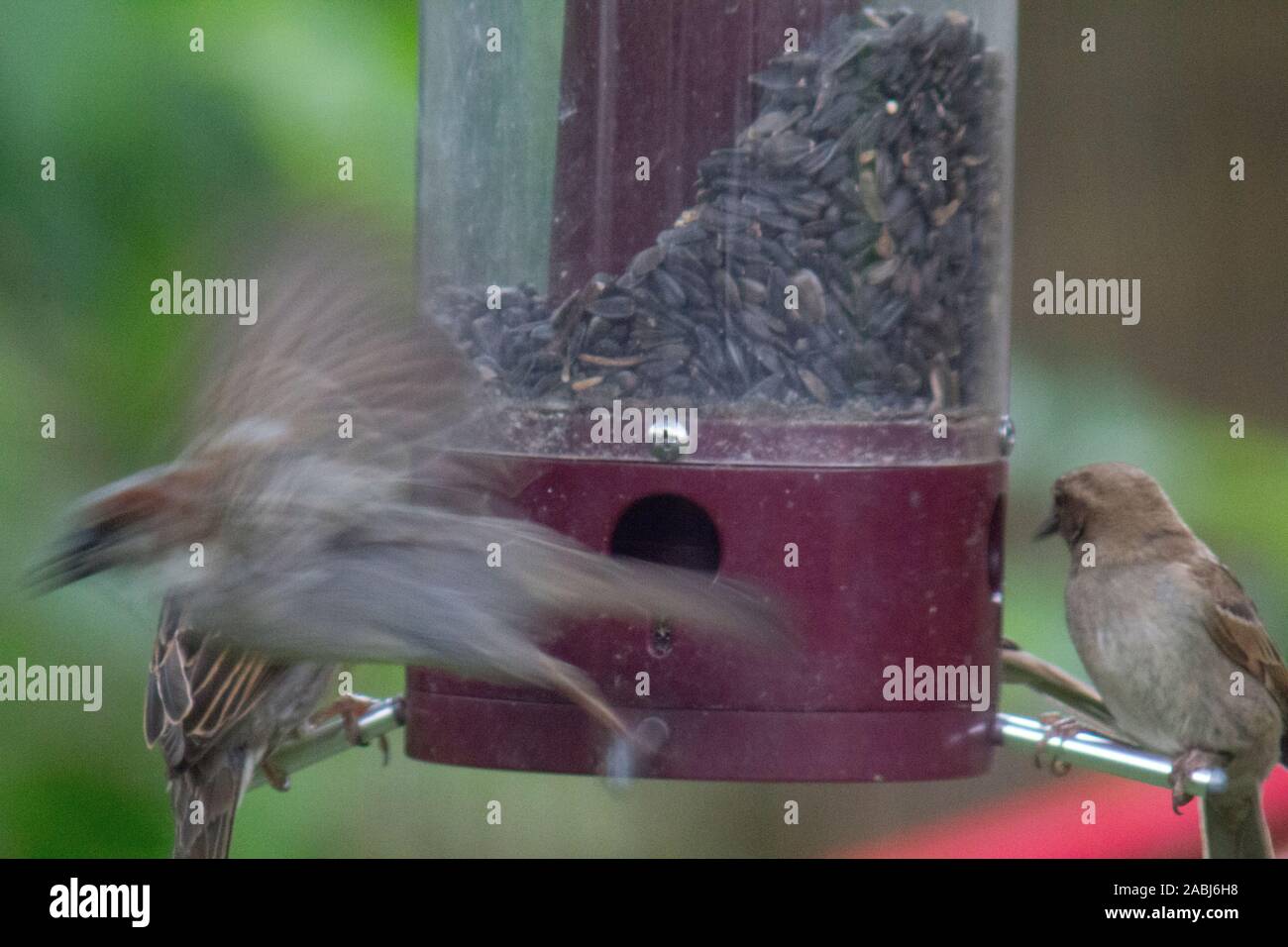 Backyard Birds at Bird Feeder Stock Photo - Alamy