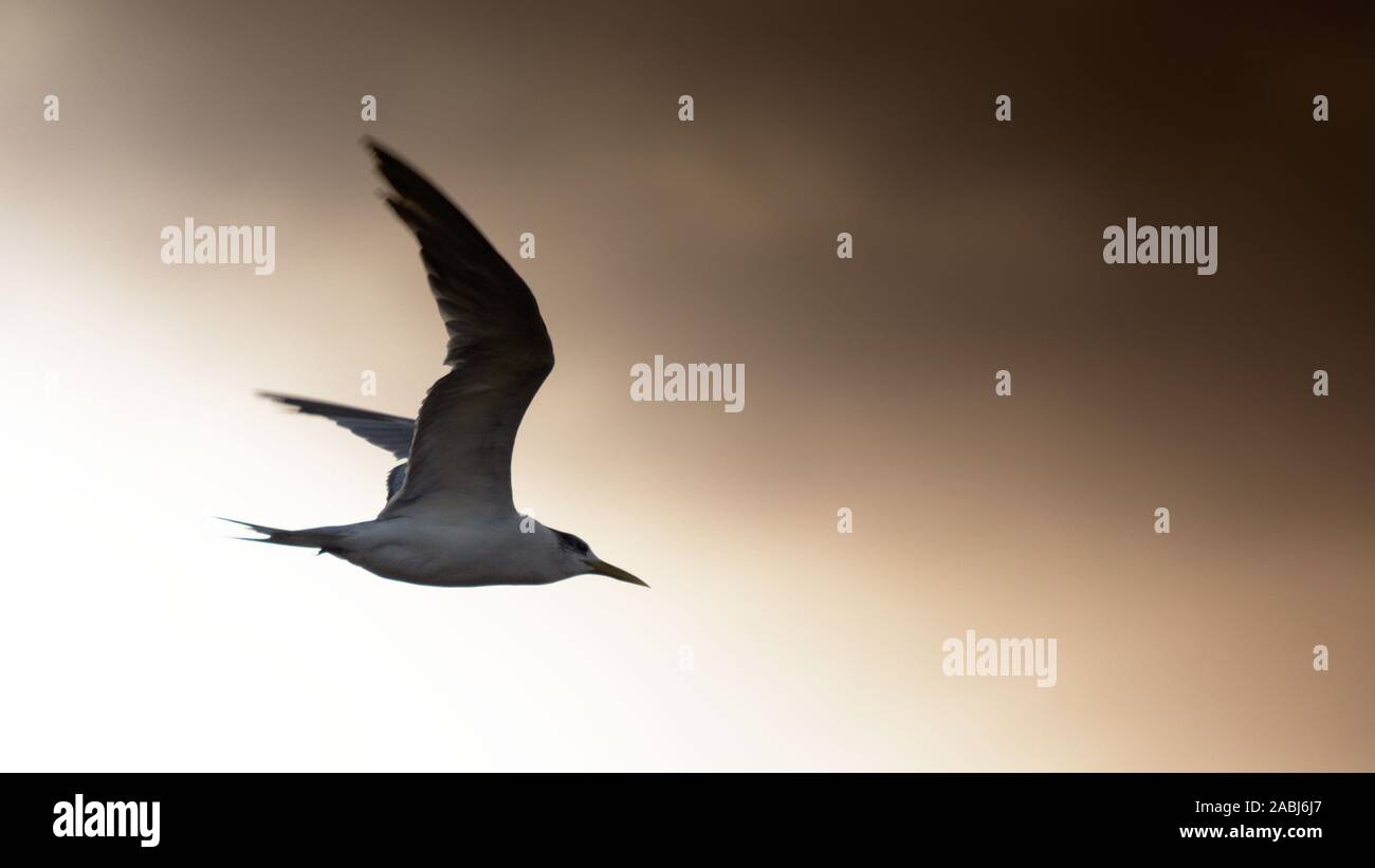 Bird with wings spread hi-res stock photography and images - Alamy