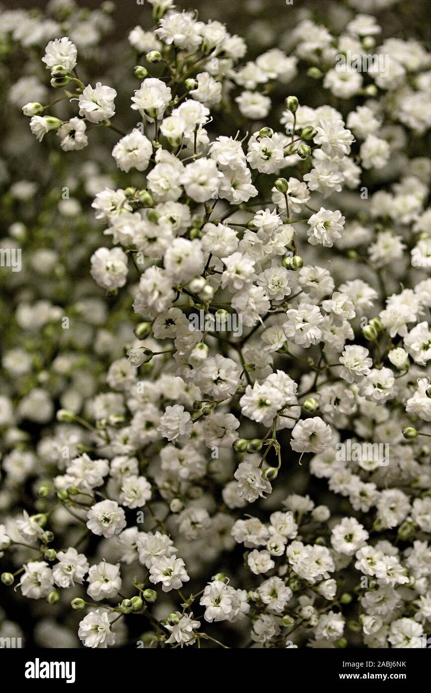 Small white flowers hi-res stock photography and images - Alamy