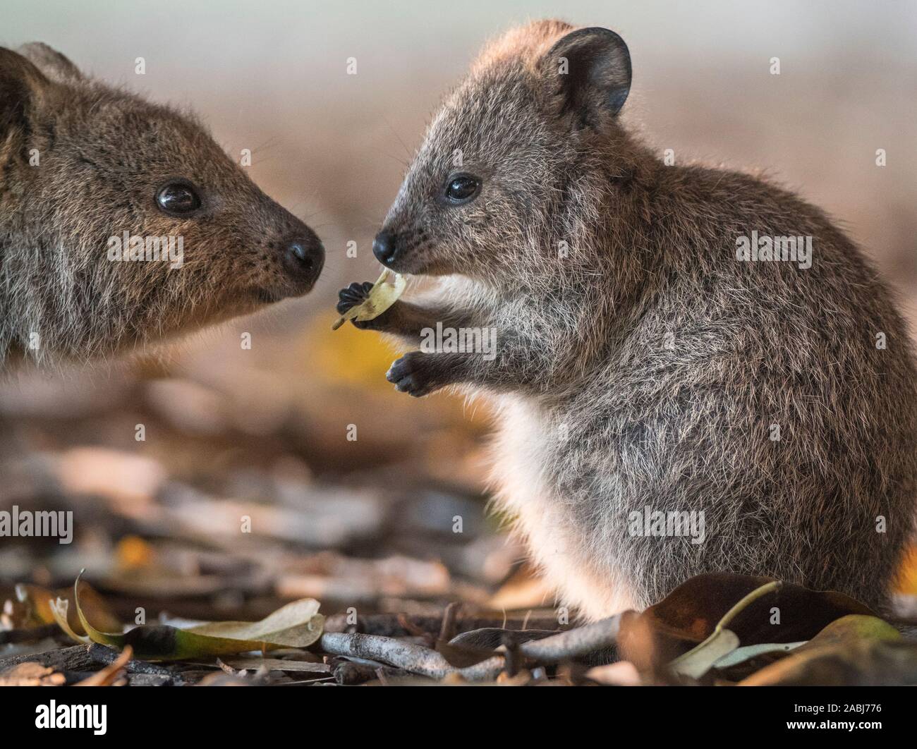 mother and baby quokka Stock Photo - Alamy
