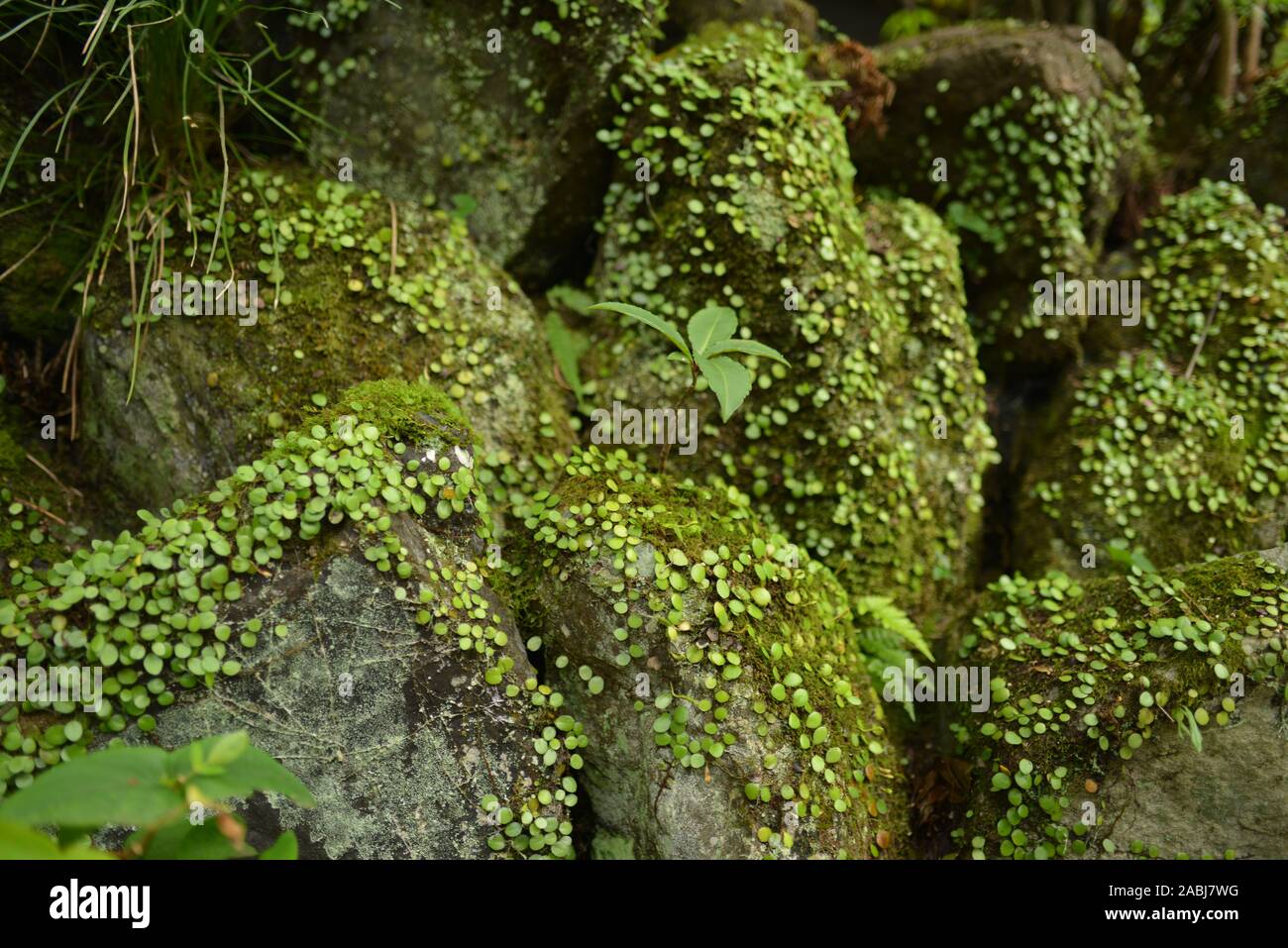 Hoshinoya japan hi-res stock photography and images - Alamy