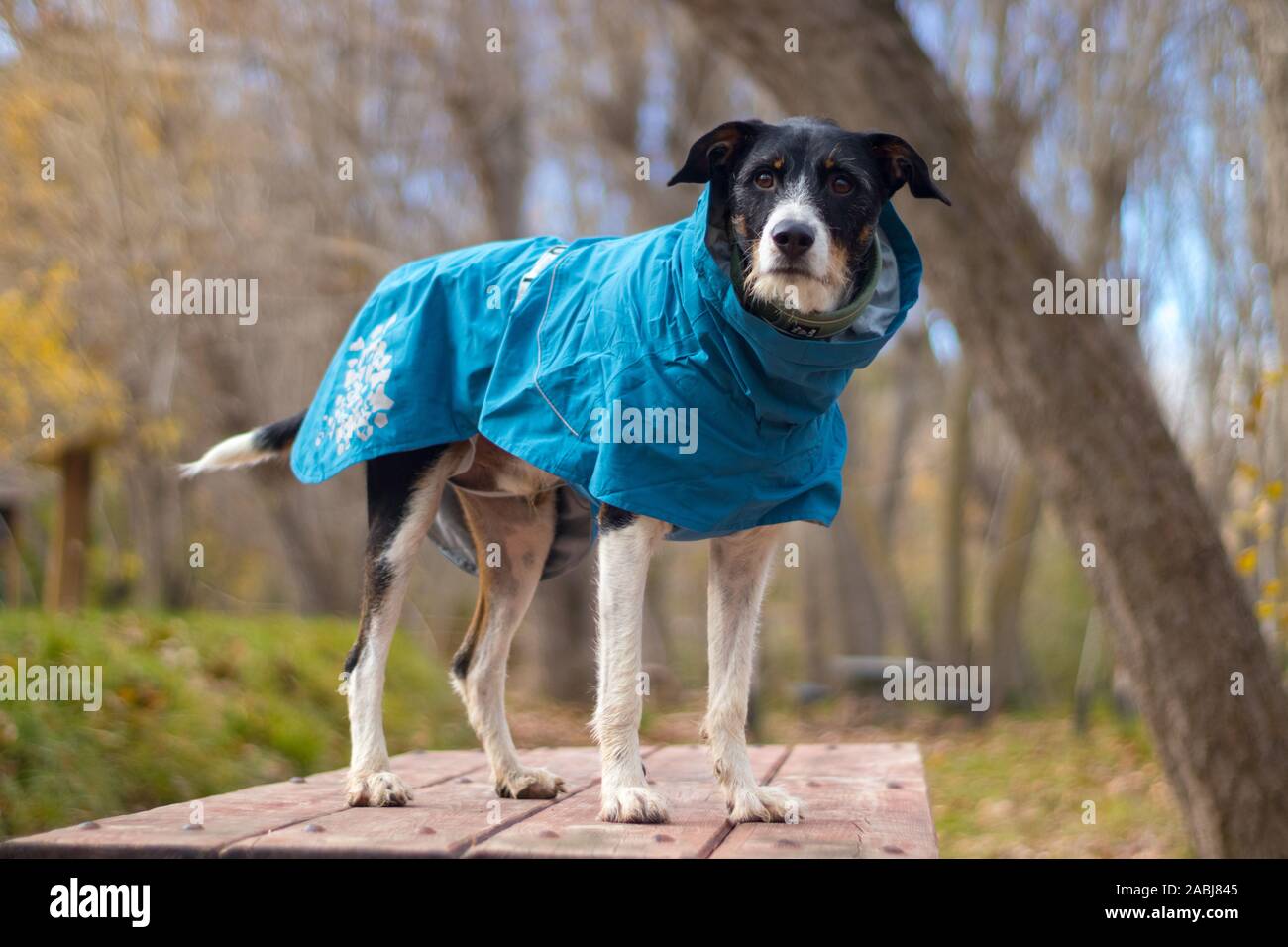 beautiful dog with big stick in the forest Stock Photo - Alamy