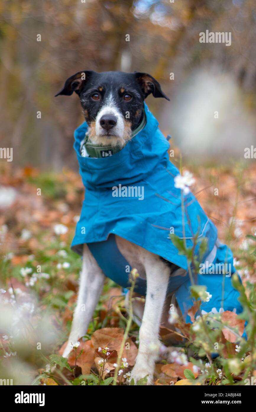 beautiful dog with big stick in the forest Stock Photo - Alamy