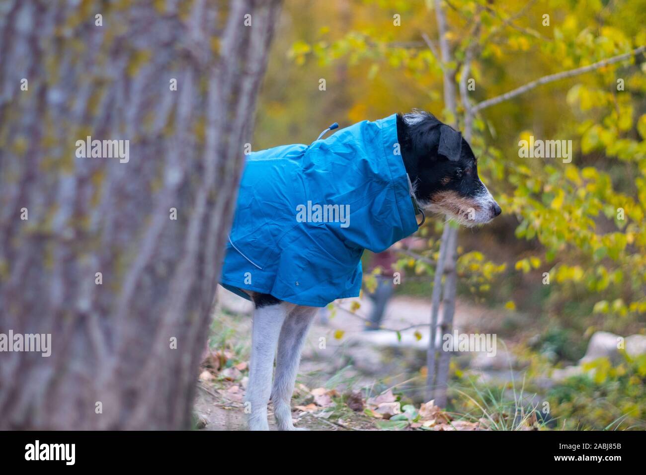 Dog with big stick hi-res stock photography and images - Alamy