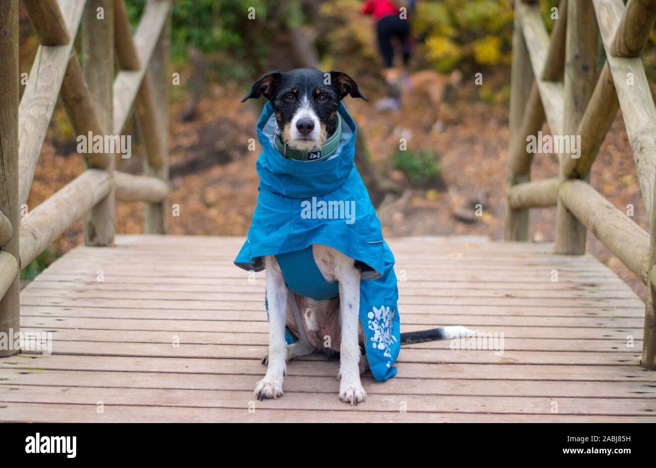 beautiful dog with big stick in the forest Stock Photo - Alamy