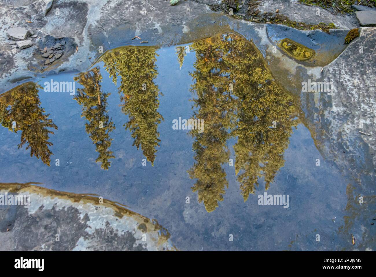 Beautiful reflection of forest pine trees in a small pool of water ...