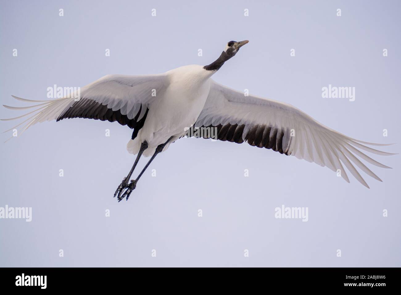 Japanese red crowned crane hi-res stock photography and images - Alamy