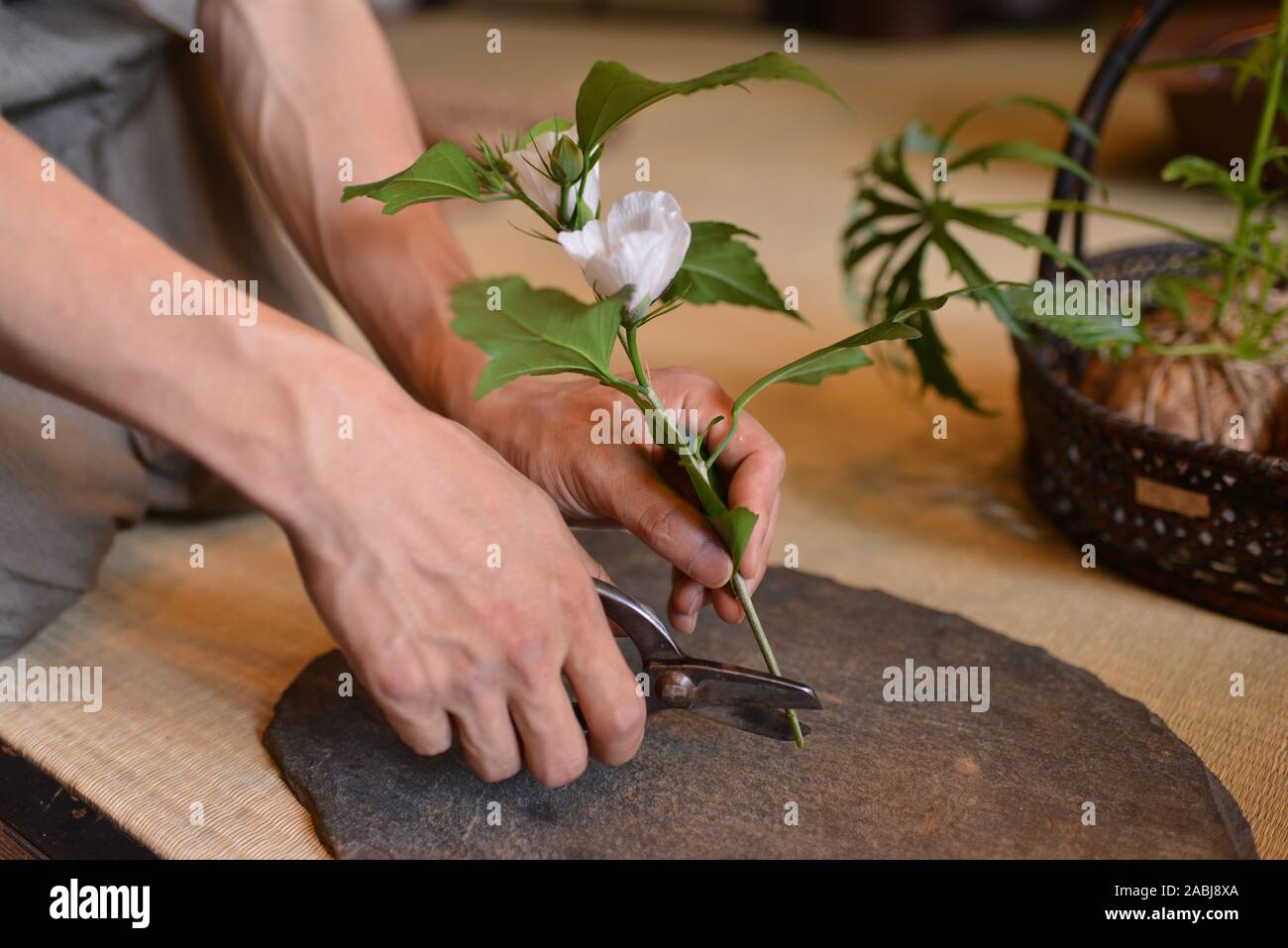 Hanaya mitate hi-res stock photography and images - Alamy