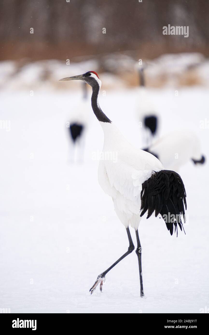 Red Crowned Crane at Kushiro Hokkaido Japan Stock Photo - Alamy