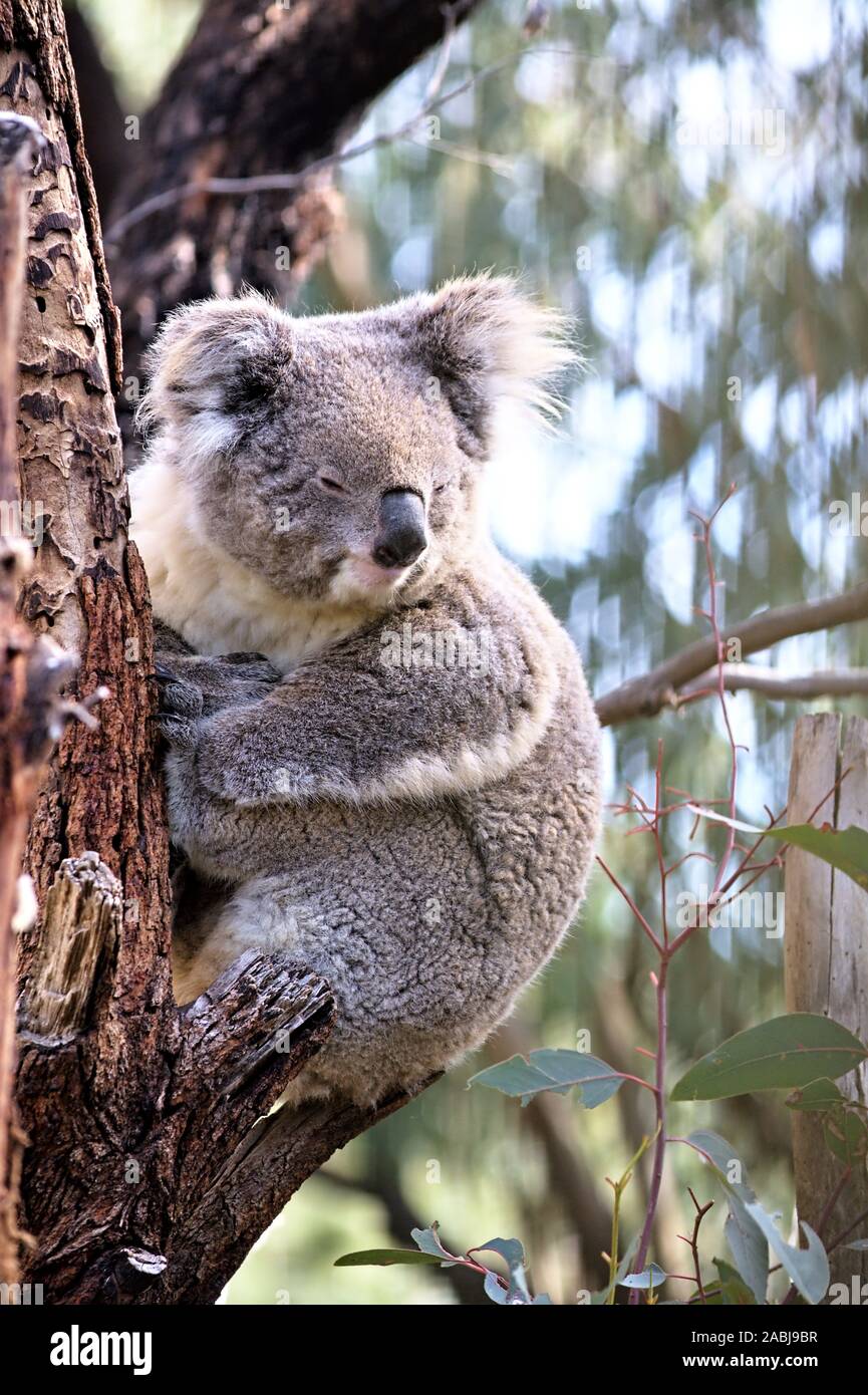 Koala in a tree hi-res stock photography and images - Alamy