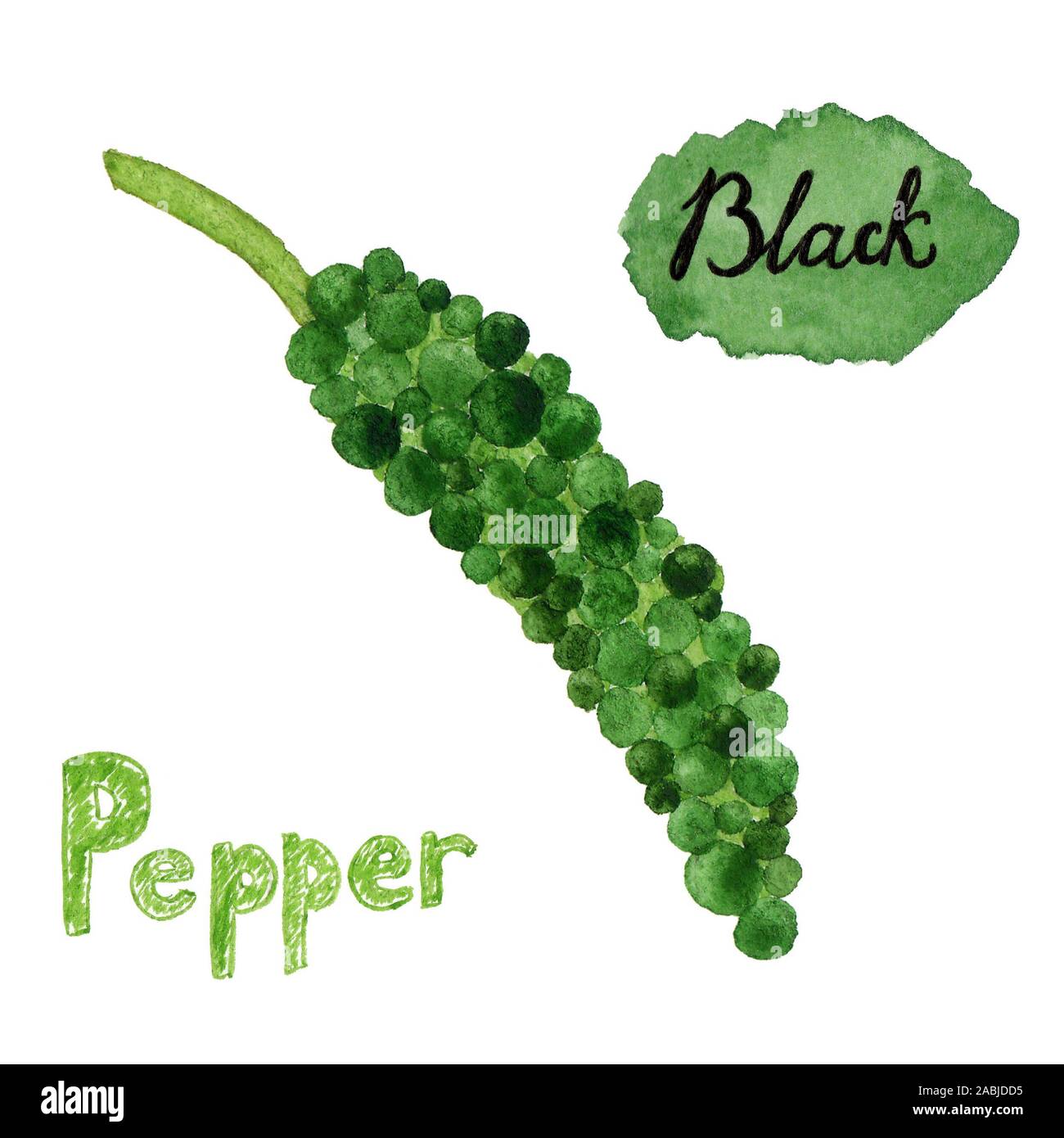 Hand drawn watercolor fresh black pepper. Illustration of vegetable ...