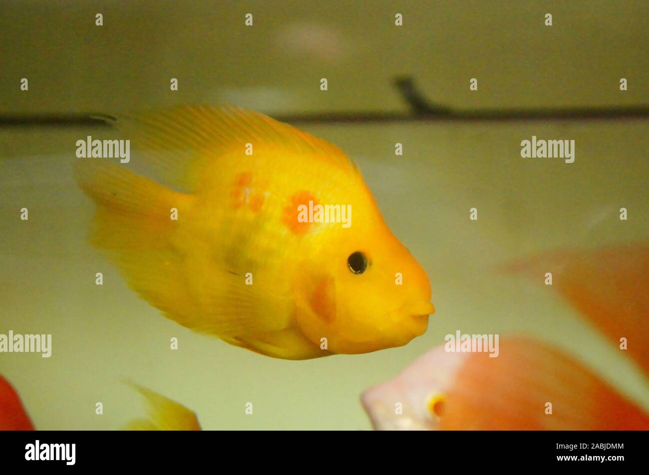 Ornamental fish in aquarium Stock Photo - Alamy