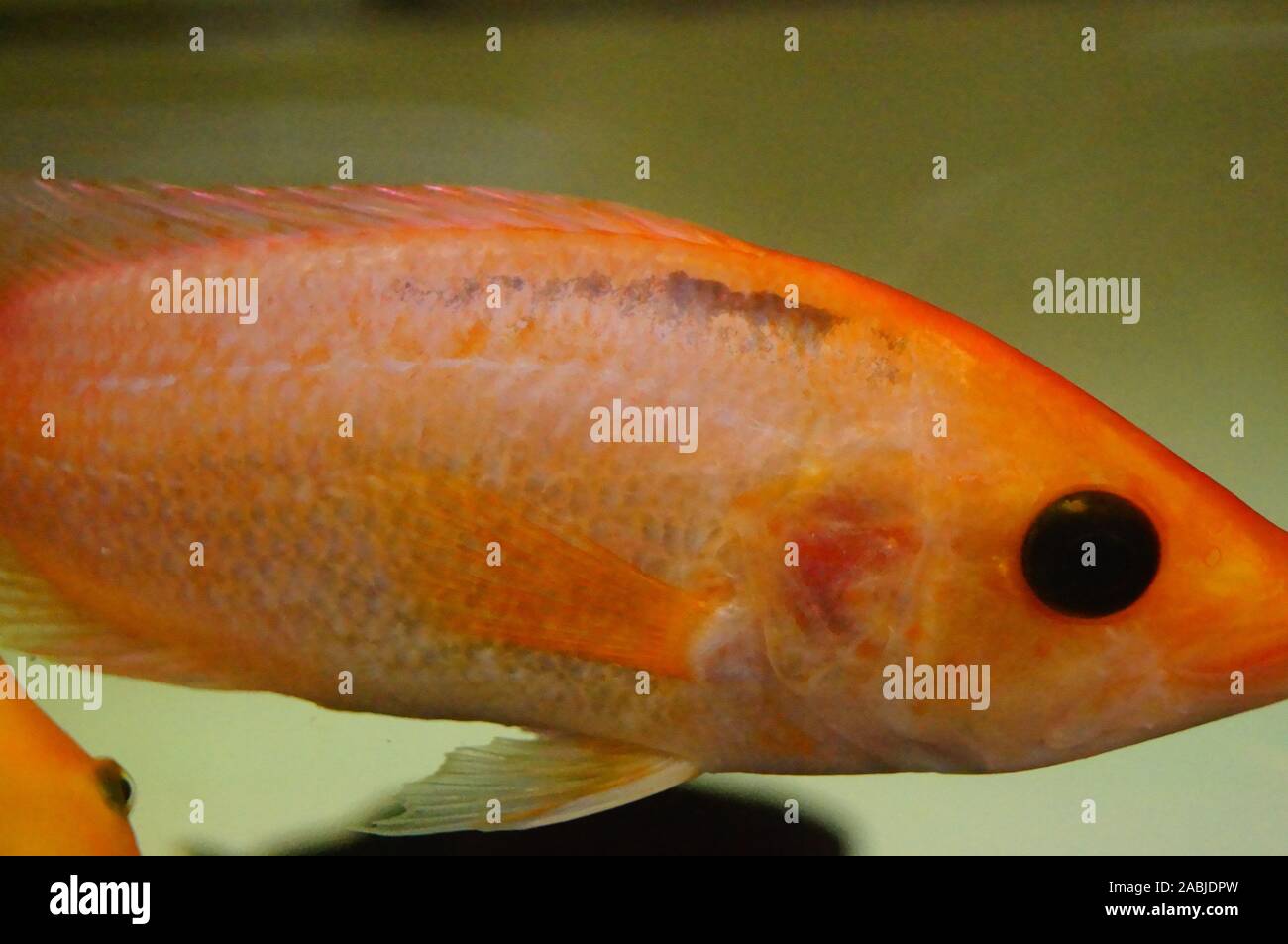 Ornamental fish in aquarium Stock Photo - Alamy