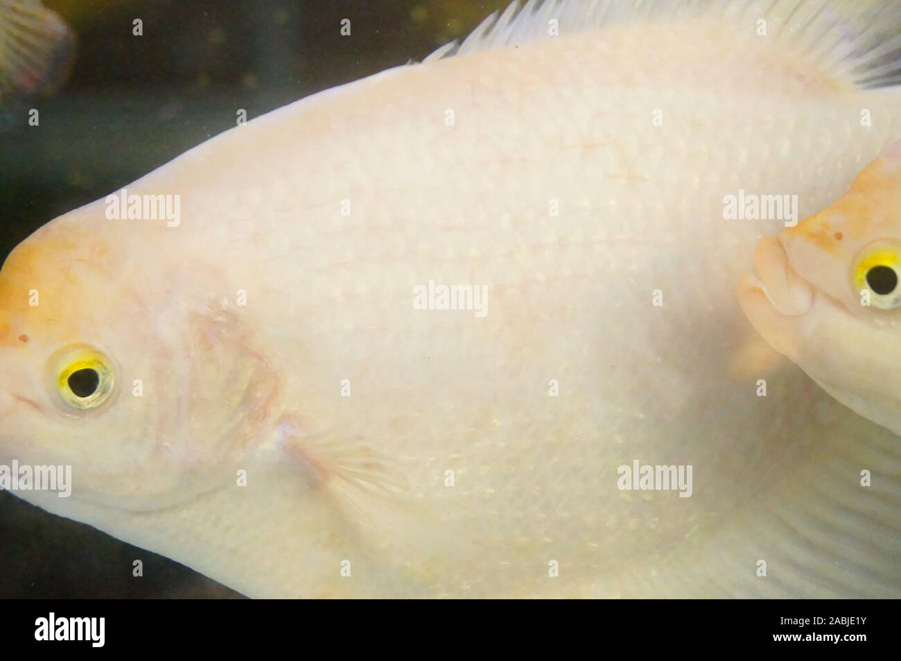 Ornamental fish in aquarium Stock Photo - Alamy