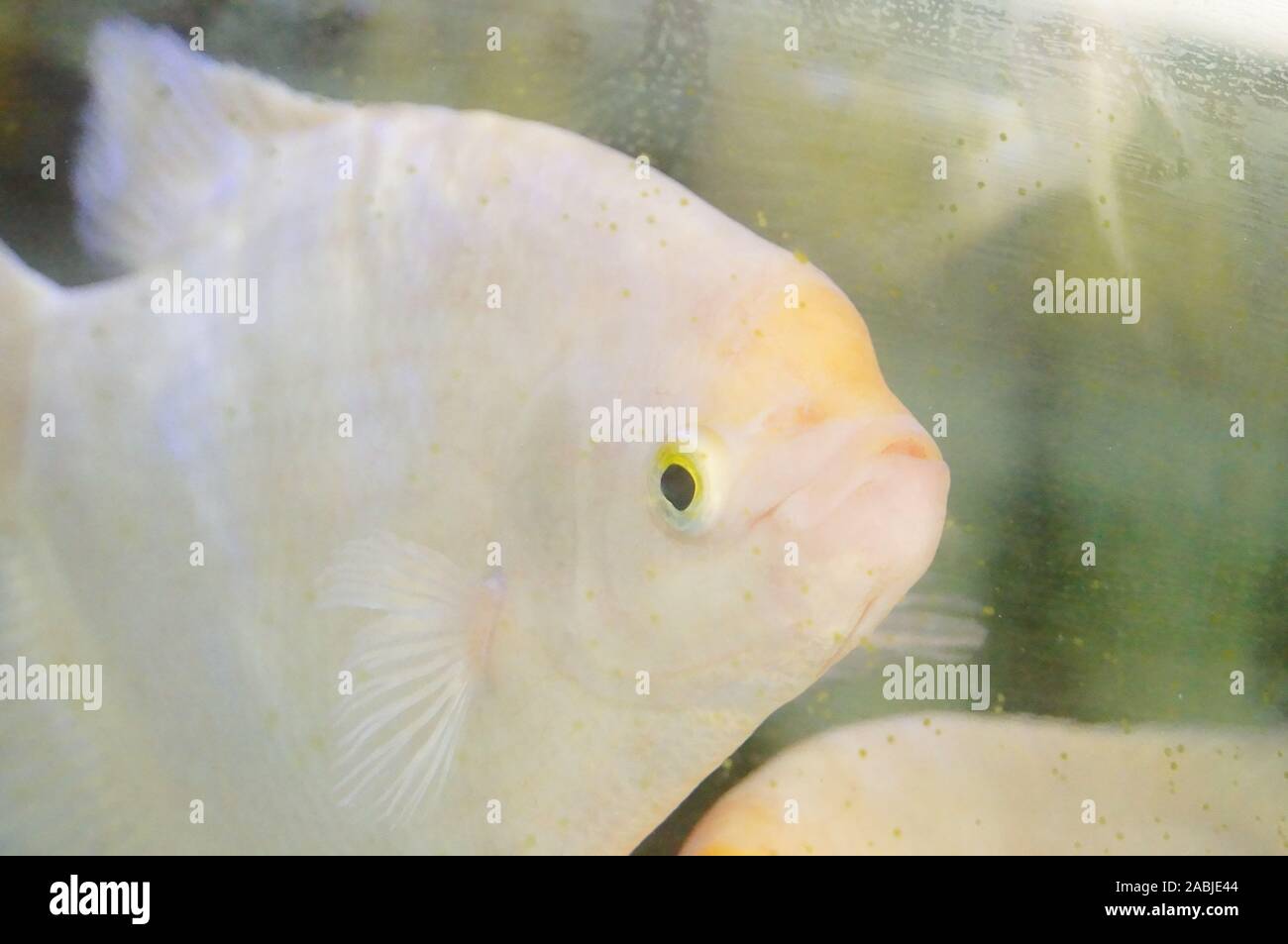 Ornamental fish in aquarium Stock Photo - Alamy