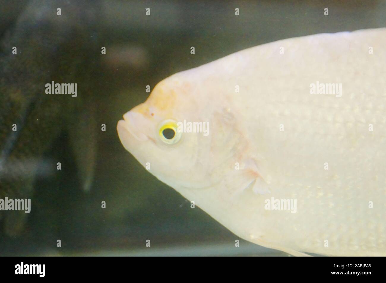 Ornamental fish in aquarium Stock Photo - Alamy