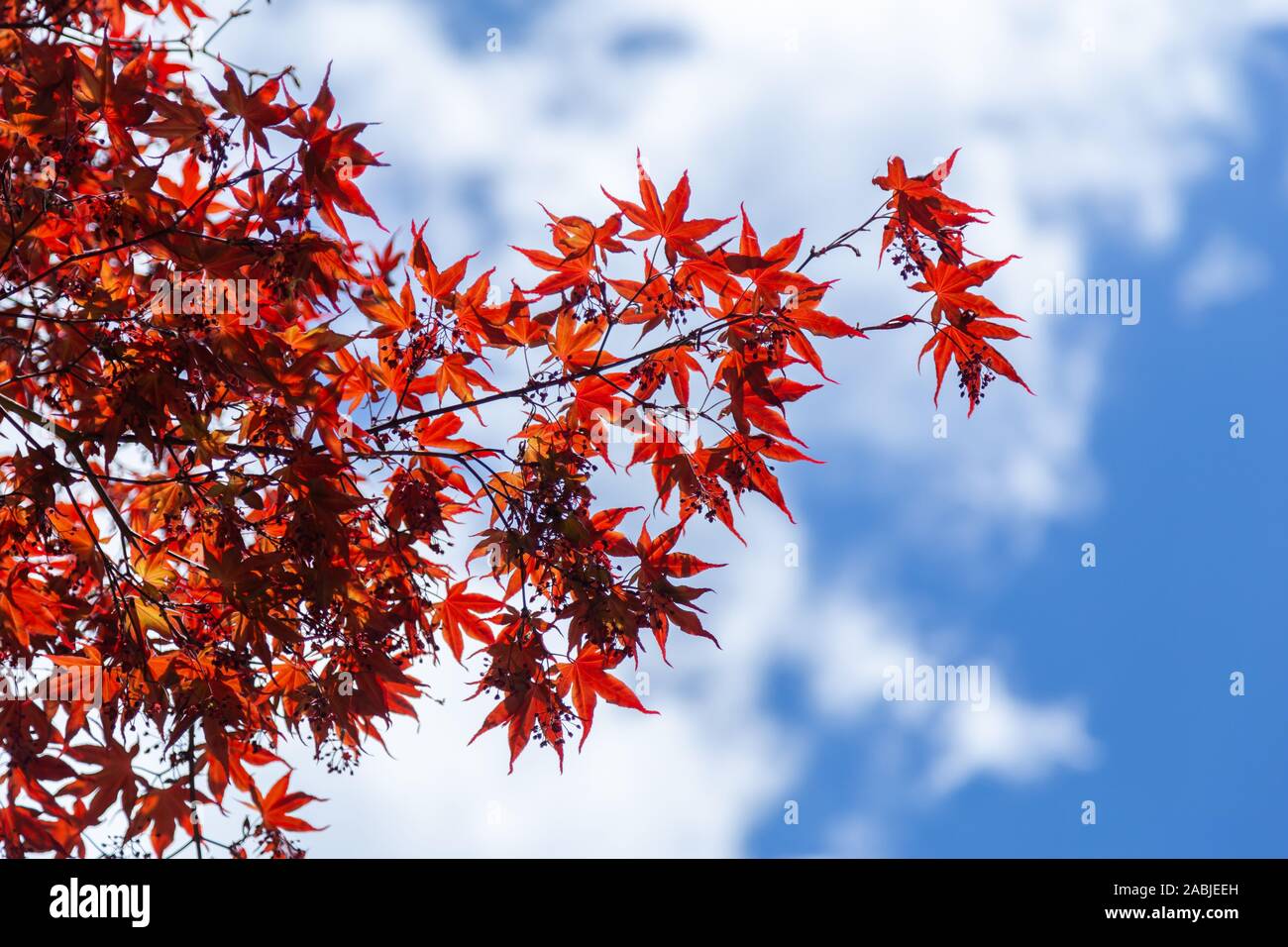 Red color maple leaves hi-res stock photography and images - Alamy