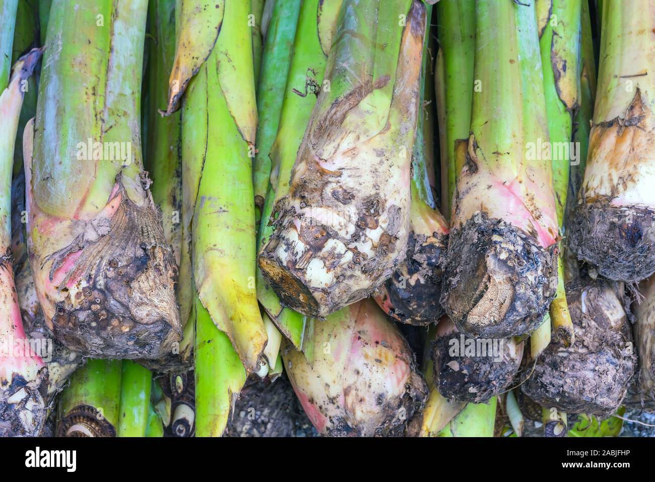 Banana corm hi-res stock photography and images - Alamy