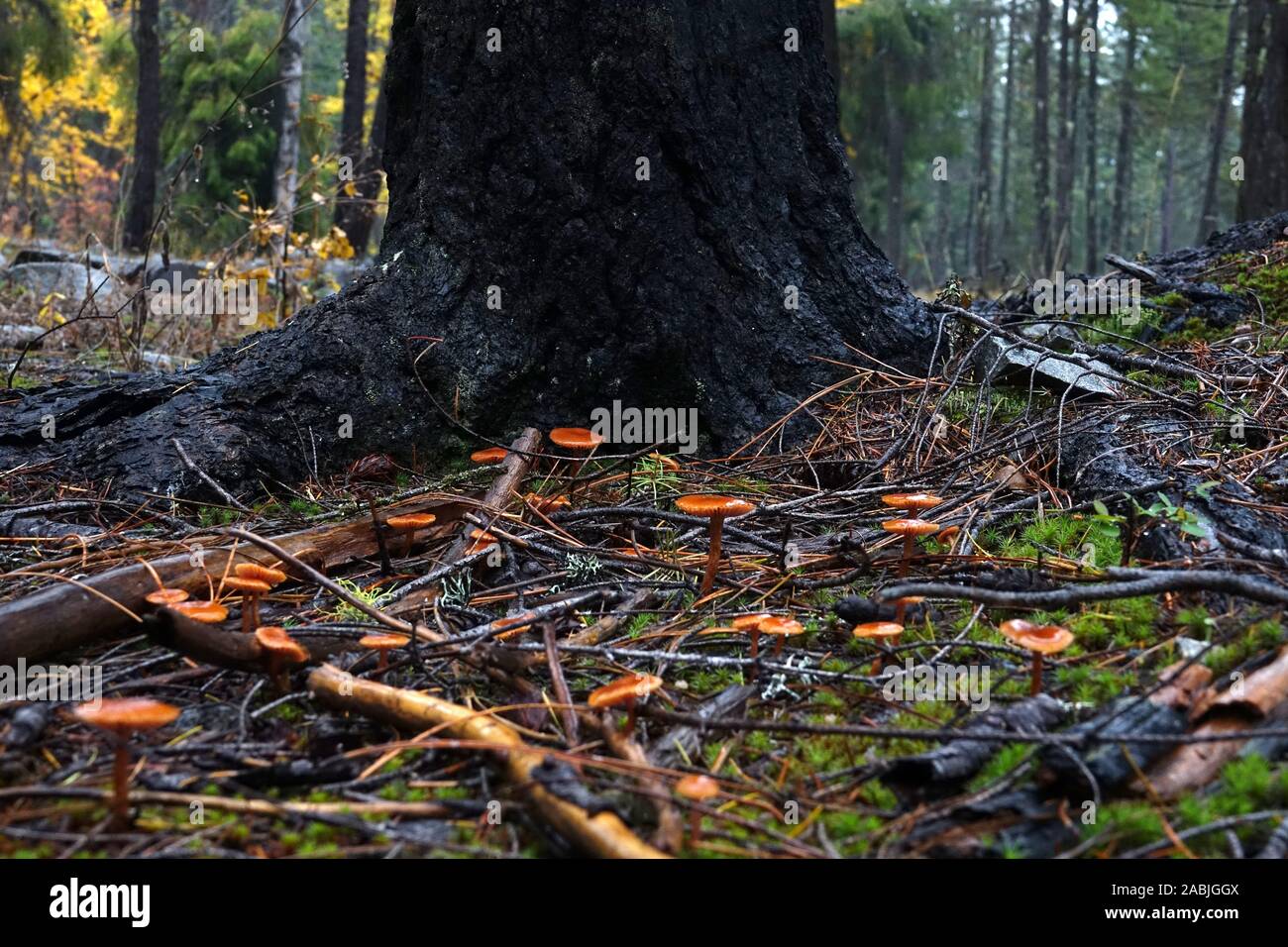 A decomposer hi-res stock photography and images - Alamy