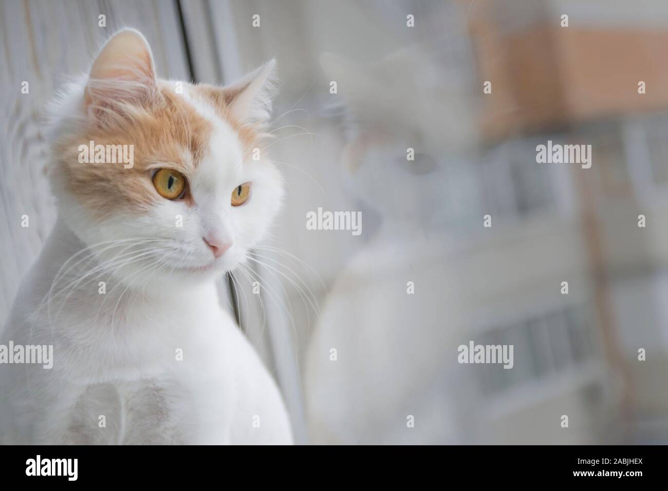 Wistful animal hi-res stock photography and images - Alamy