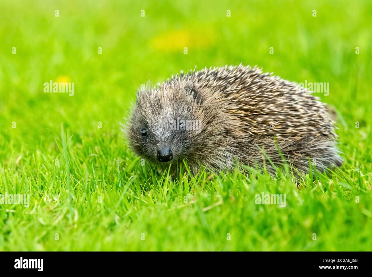 Hedgehog, (Scientific name: Erinaceus Europaeus) wild, native, European ...