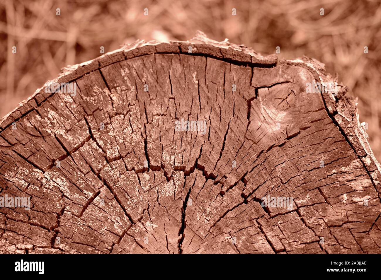 Birch bark products hi-res stock photography and images - Alamy