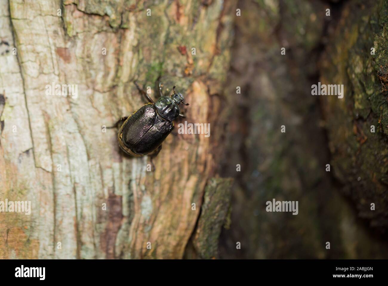 Osmoderma eremita hi-res stock photography and images - Alamy