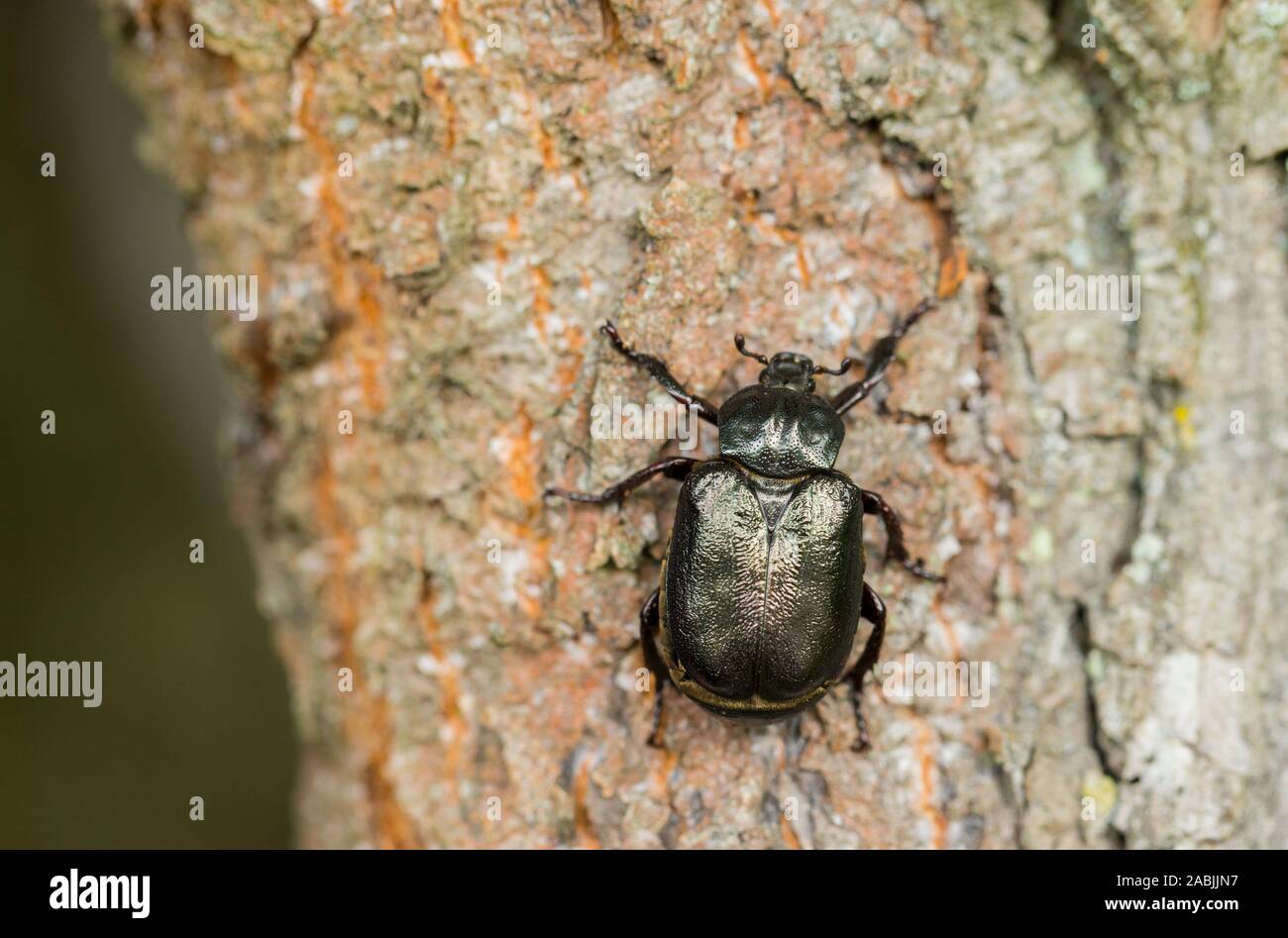 Russian leather hermit beetle (Osmoderma barnabita Stock Photo - Alamy