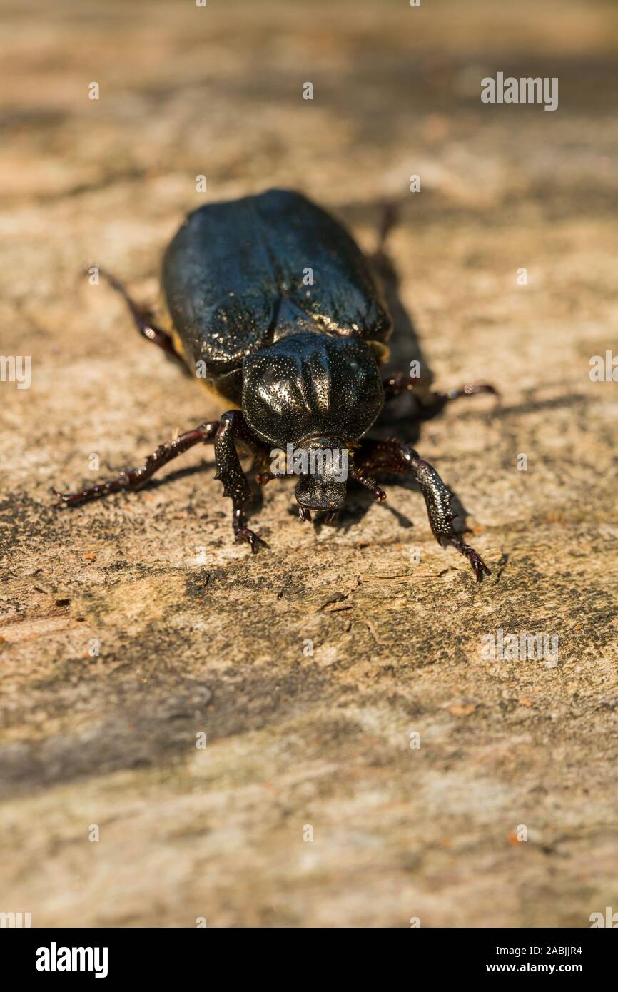Osmoderma eremita hi-res stock photography and images - Alamy