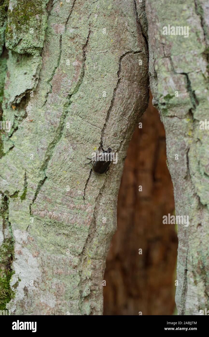 Russian leather hermit beetle (Osmoderma barnabita Stock Photo - Alamy