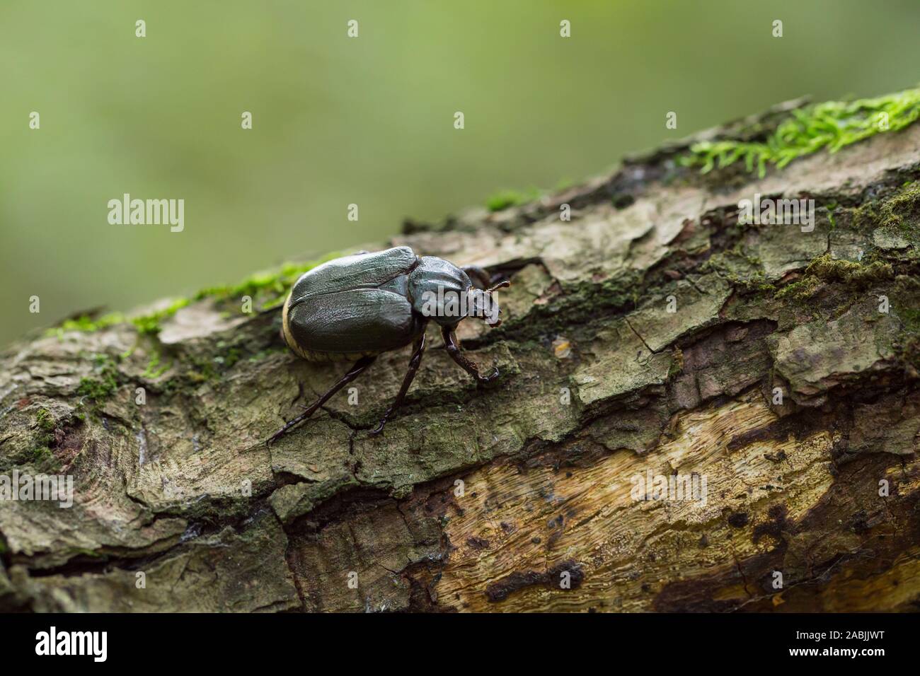 Russian leather hermit beetle (Osmoderma barnabita Stock Photo - Alamy