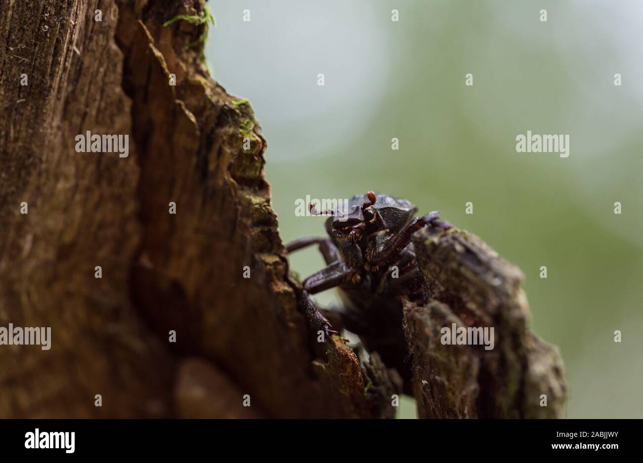 Russian leather hermit beetle (Osmoderma barnabita Stock Photo - Alamy