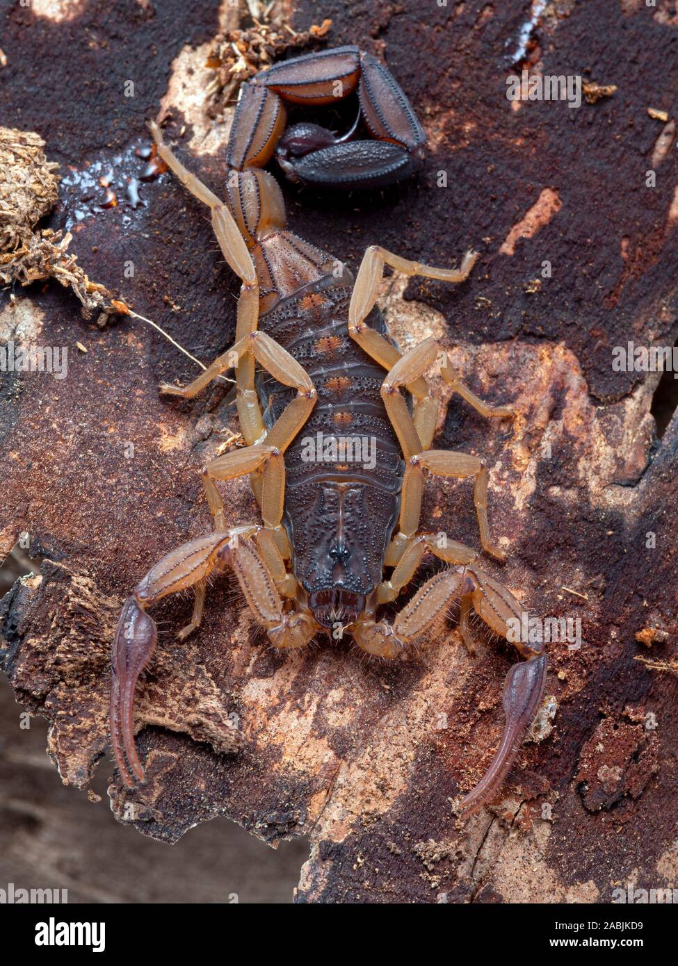 Centruroides Nigrescens
