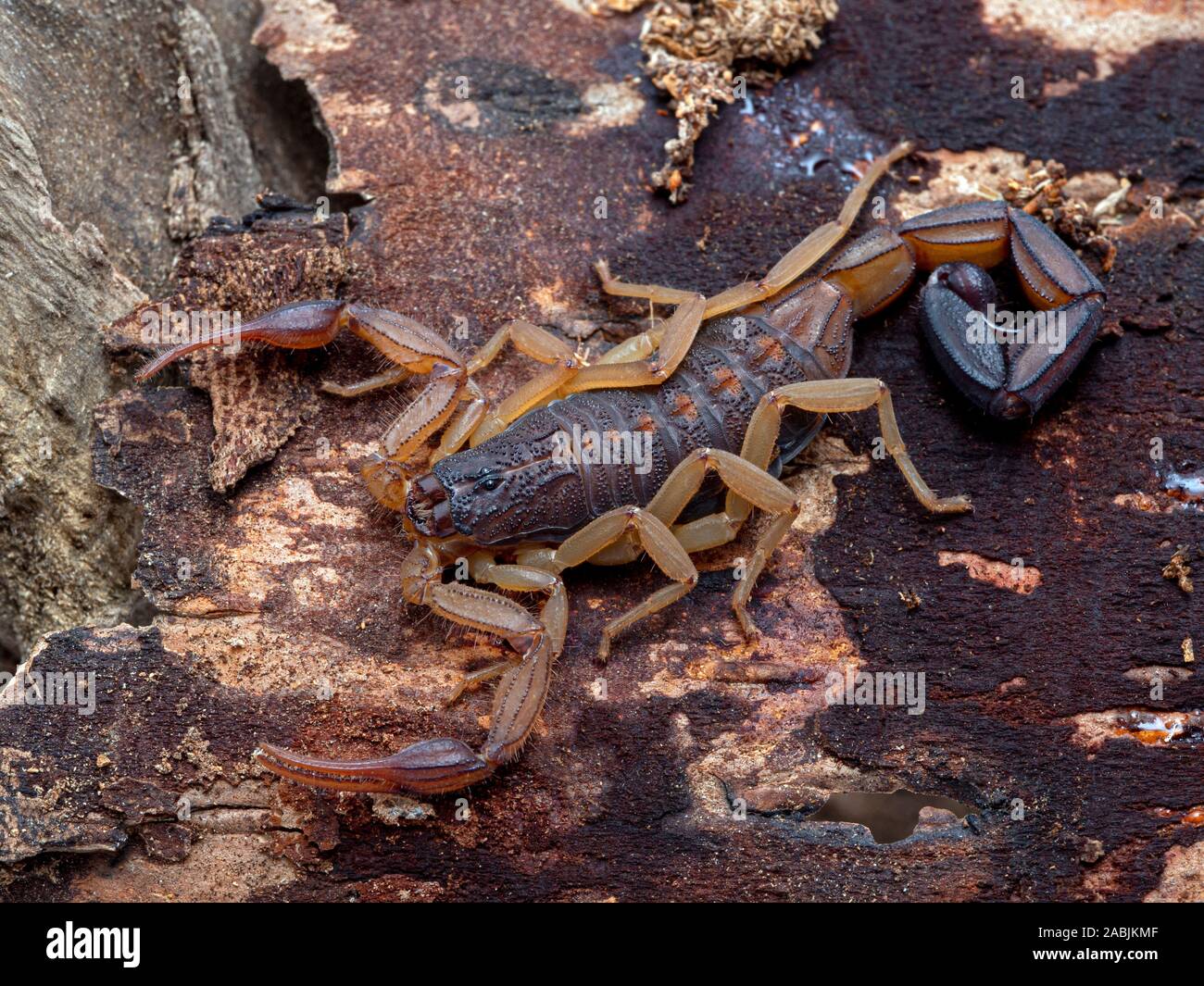 Central American bark Scorpion, Centruroides margaritatus, on bark. The ...