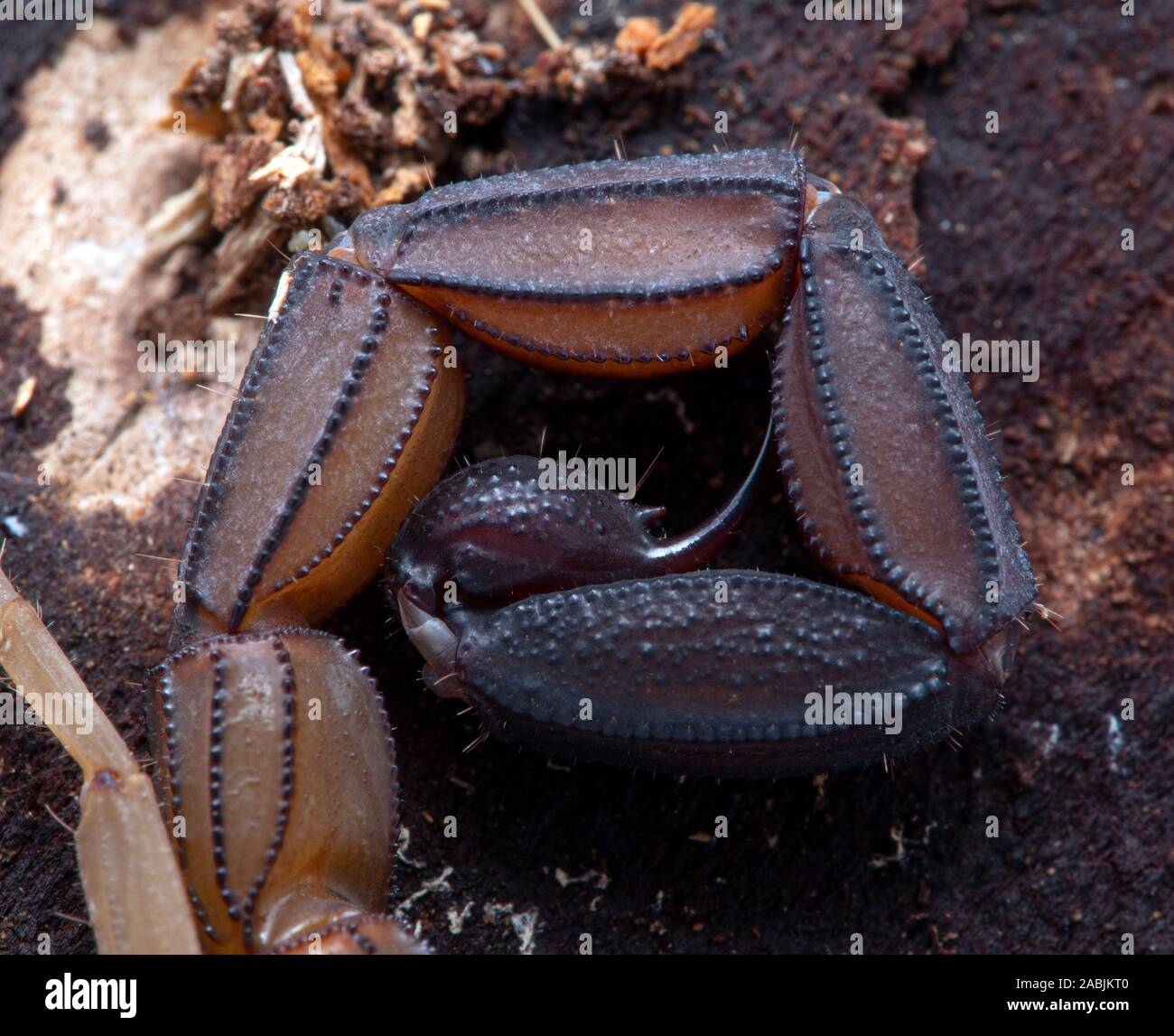 Telson (tail) and sting of a Central American bark Scorpion ...