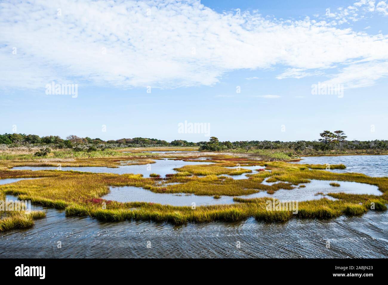 The salt marshes of Assateague Island National Seashore, a barrier ...
