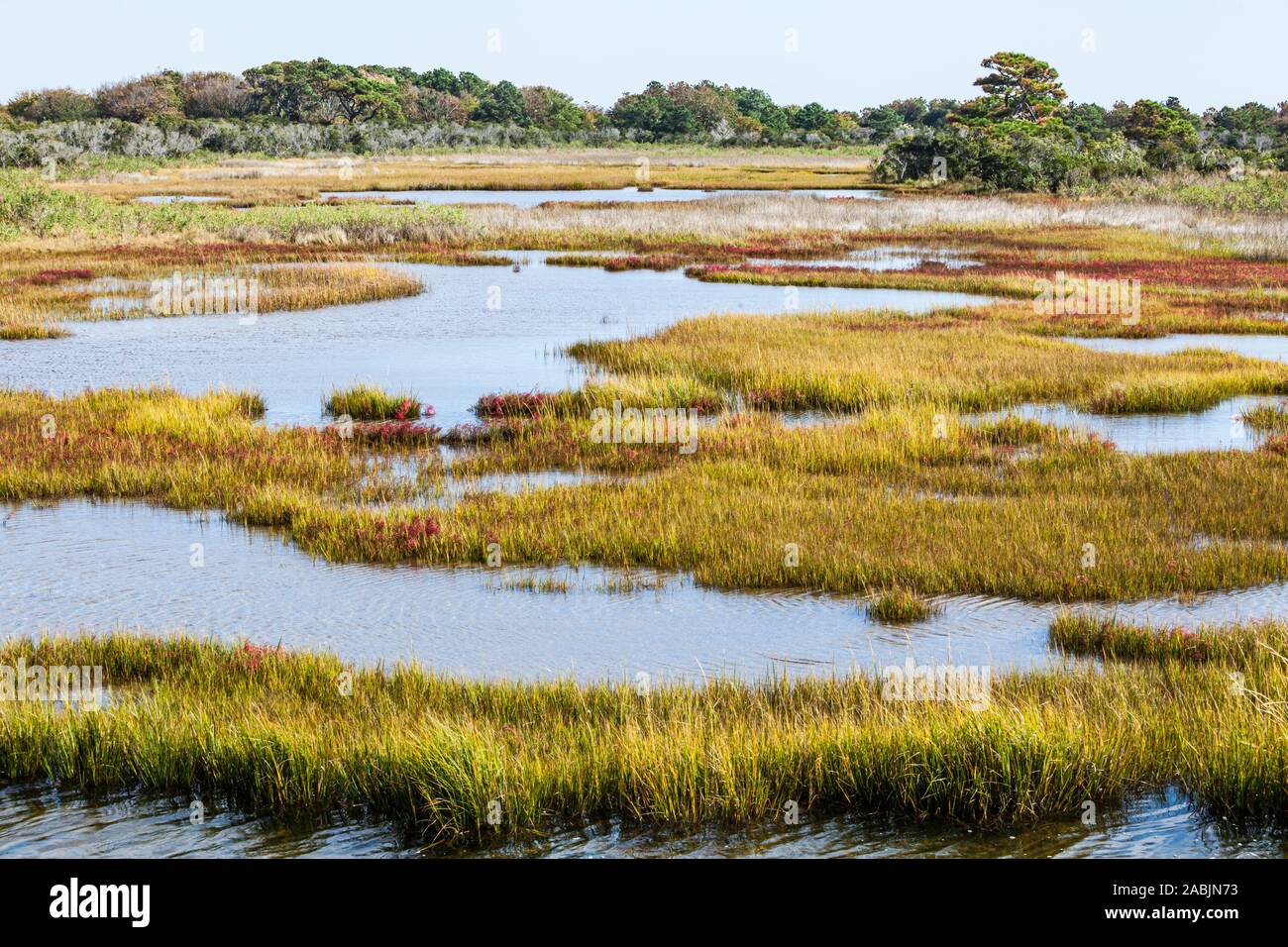 The salt marshes of Assateague Island National Seashore, a barrier ...