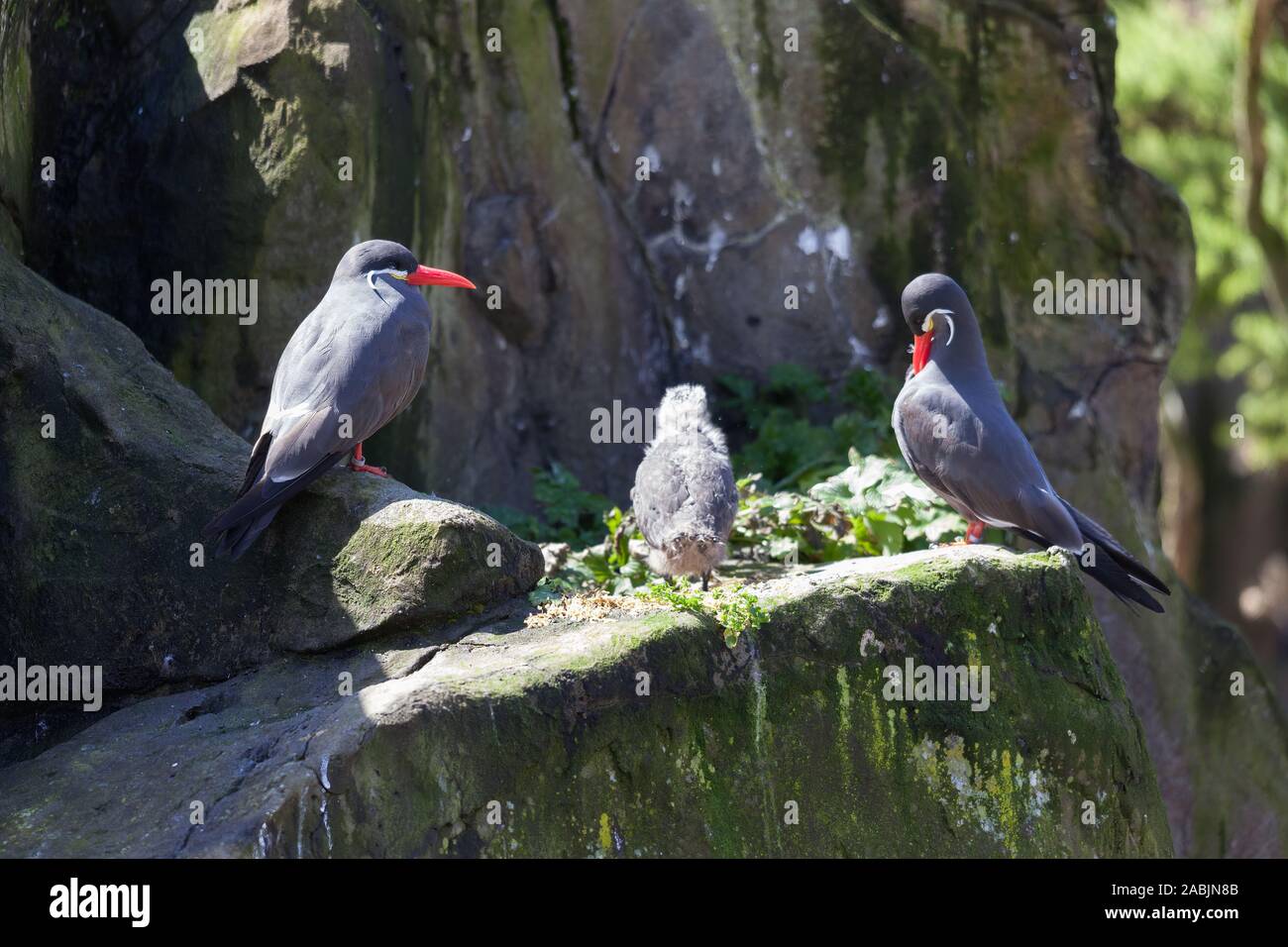 Inca Terns (Larosterna inca) and Chick on a rocky ledge Stock Photo - Alamy