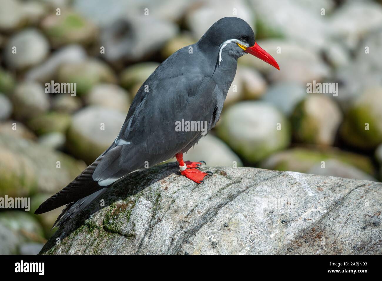 Inca Tern (Larosterna inca) resting on a rock Stock Photo - Alamy