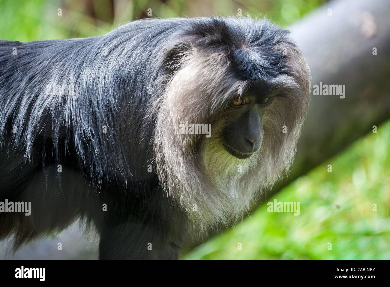 Lion tailed monkey hi-res stock photography and images - Alamy
