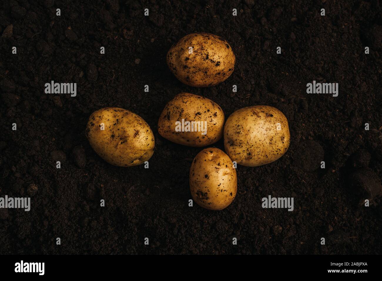 top view of ripe natural potatoes in ground Stock Photo - Alamy