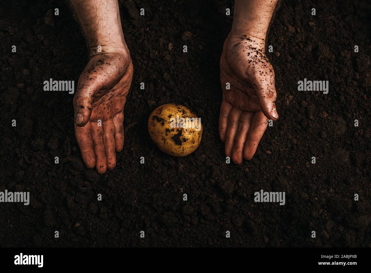partial view of dirty farmer near ripe natural potato in ground Stock ...